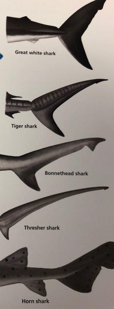 So You Think You Know How A Shark Works? Here's What You Didn't Know ...