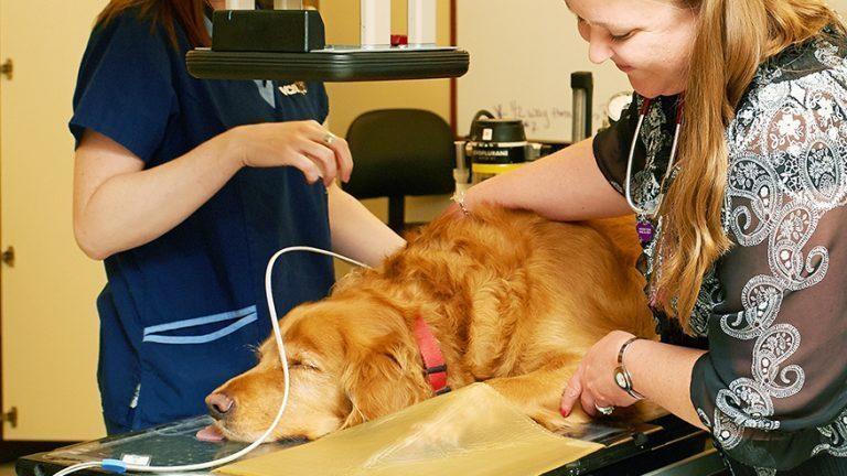 VCA Animal Hospitals Announces More Options For Pets With Cancer - Grit ...