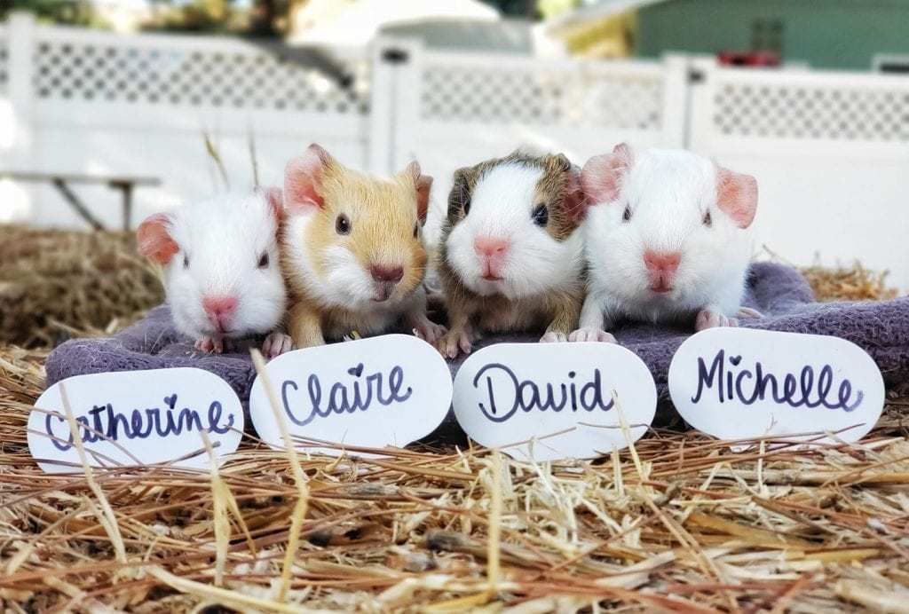 Why The World’s Largest Guinea Pig Rescue Is Attracting P!nk and ...