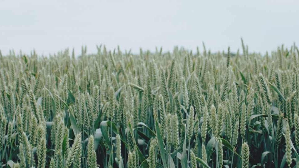 PlanetWatchers Raises $11M in Series A Funding to Expand Its Crop ...