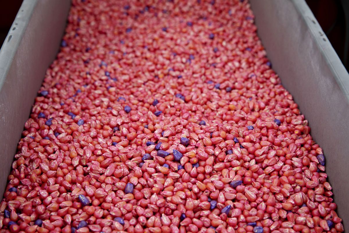 Inari Receives $124M to Unlock the Full Potential of Seeds with AI and ...