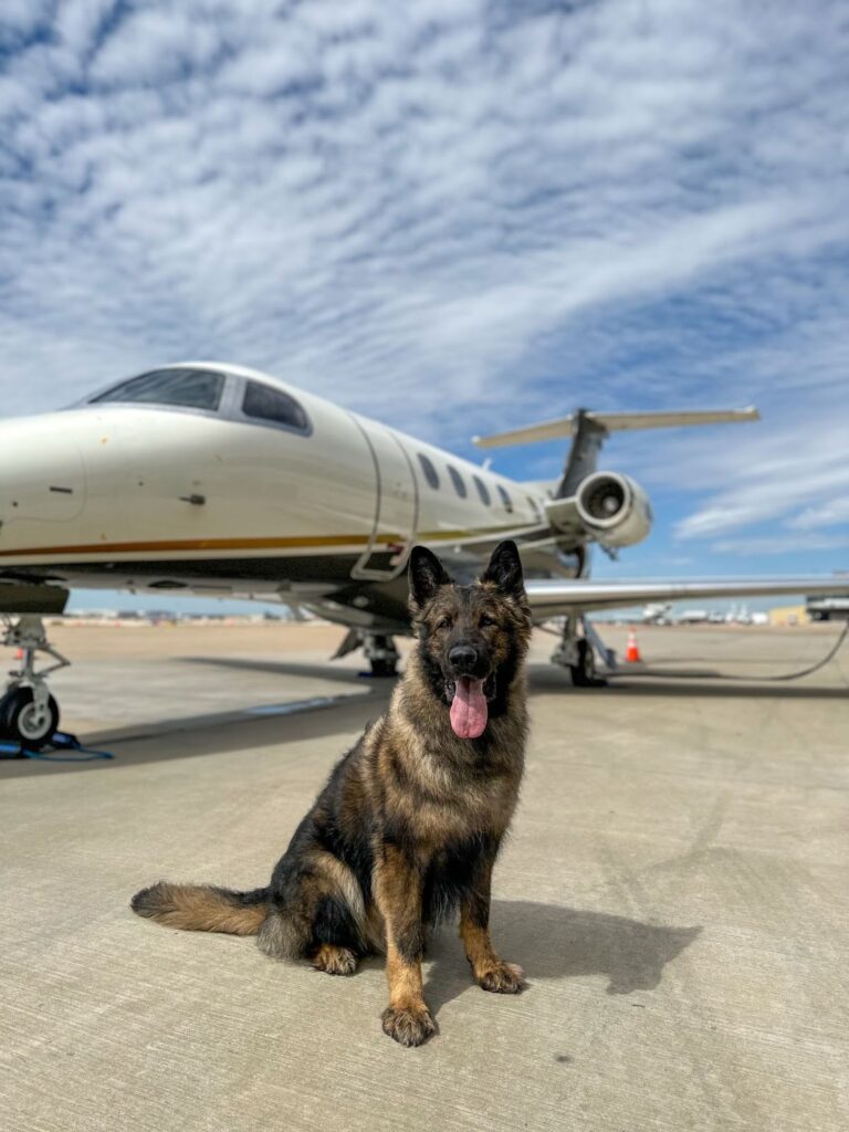 10 Ways Canine Protection International Makes Their Elite Dogs Respond ...